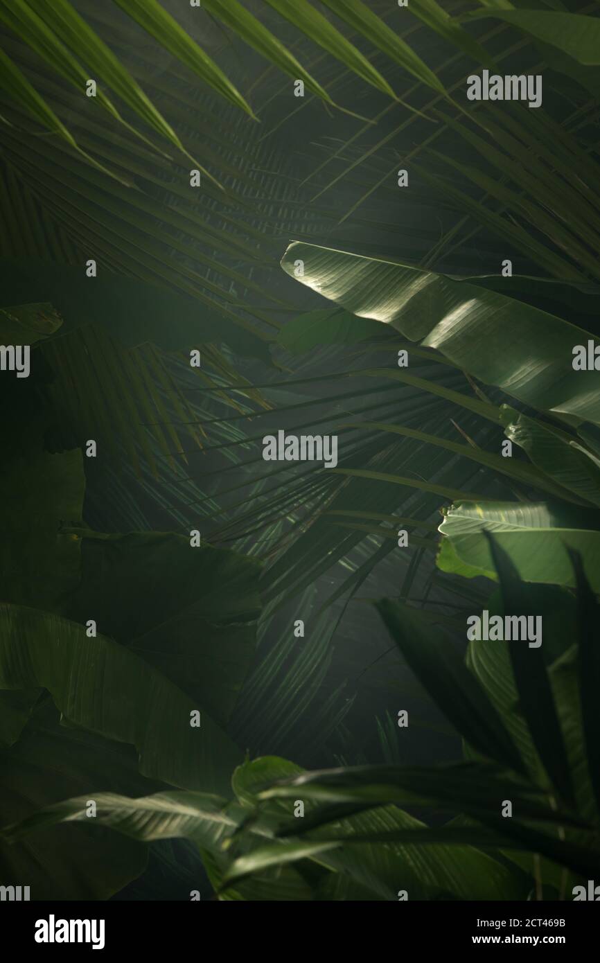 Equator flowers hi-res stock photography and images - Alamy