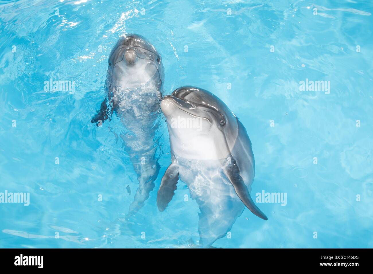 Dolphinarium aquarium bottlenose dolphins hi-res stock photography and ...