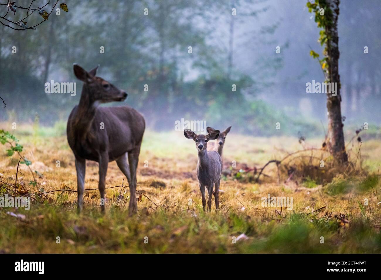 Mom deer with 2 fawns early September morning Stock Photo - Alamy