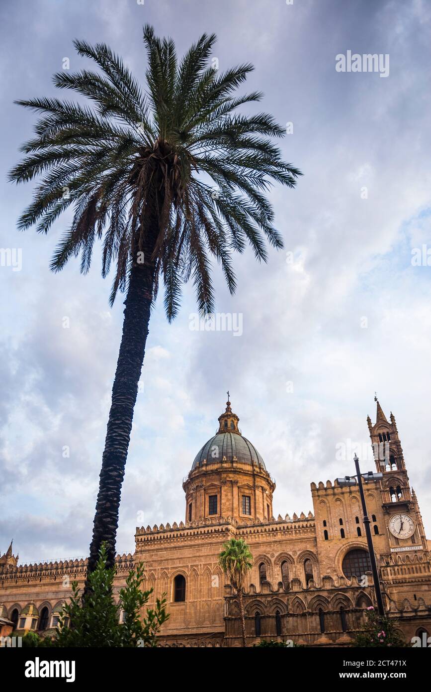 Palm tree silhouetted at Palermo Cathedral (Duomo di Palermo), Sicily ...