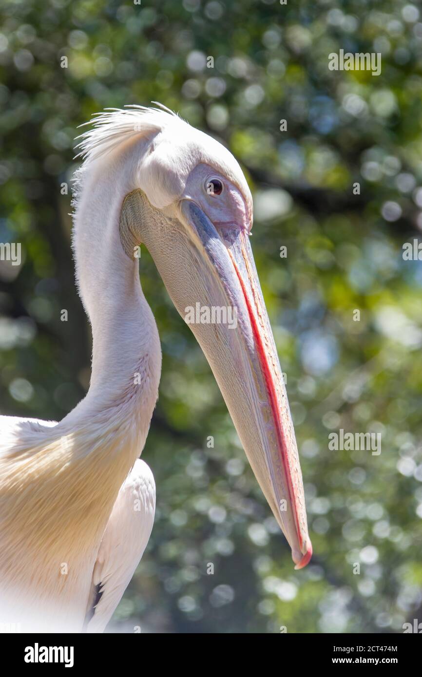 The great white pelican (Pelecanus onocrotalus) is a bird in the ...