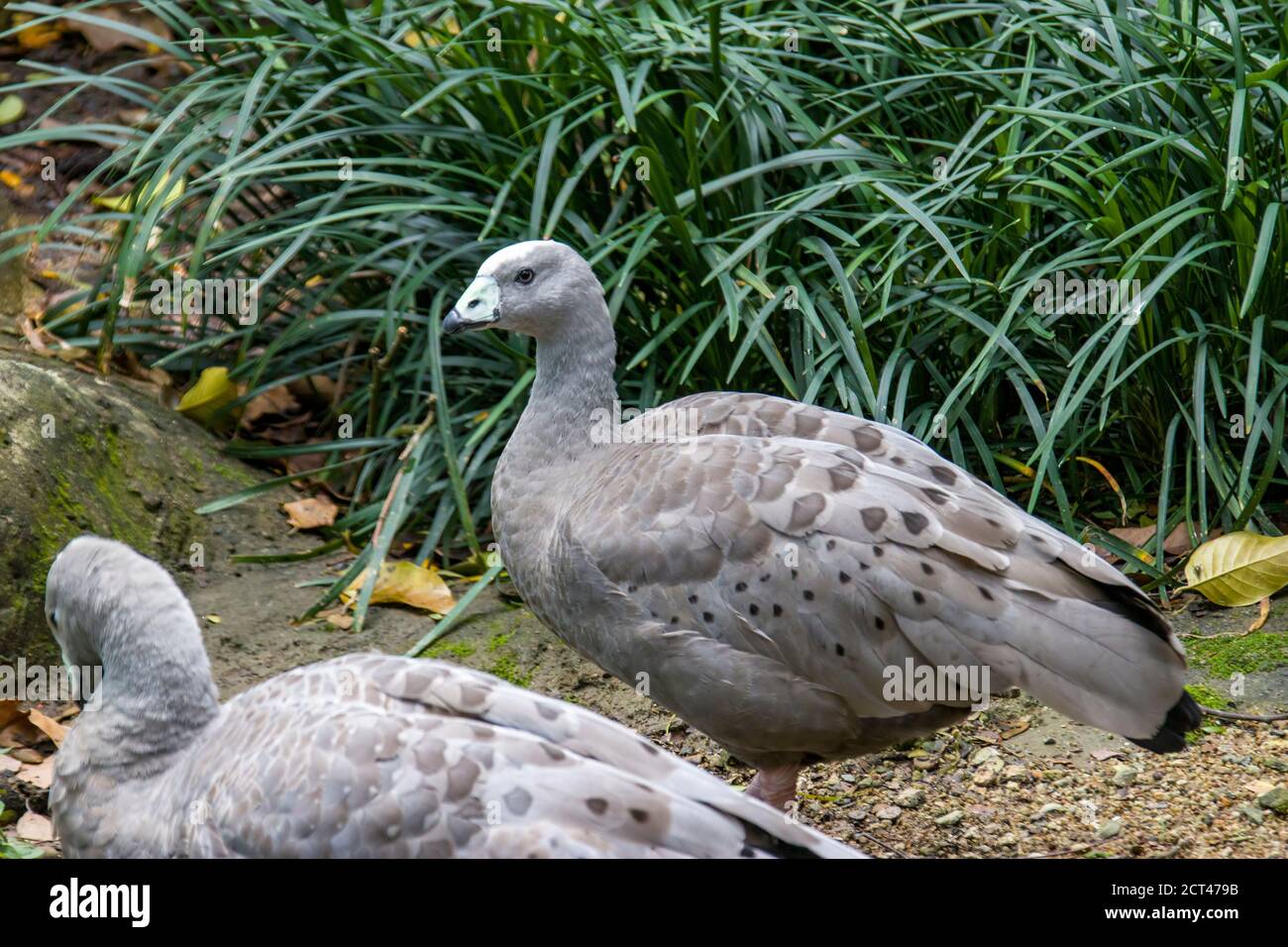 The Cape Barren goose (Cereopsis novaehollandiae) is a large goose ...
