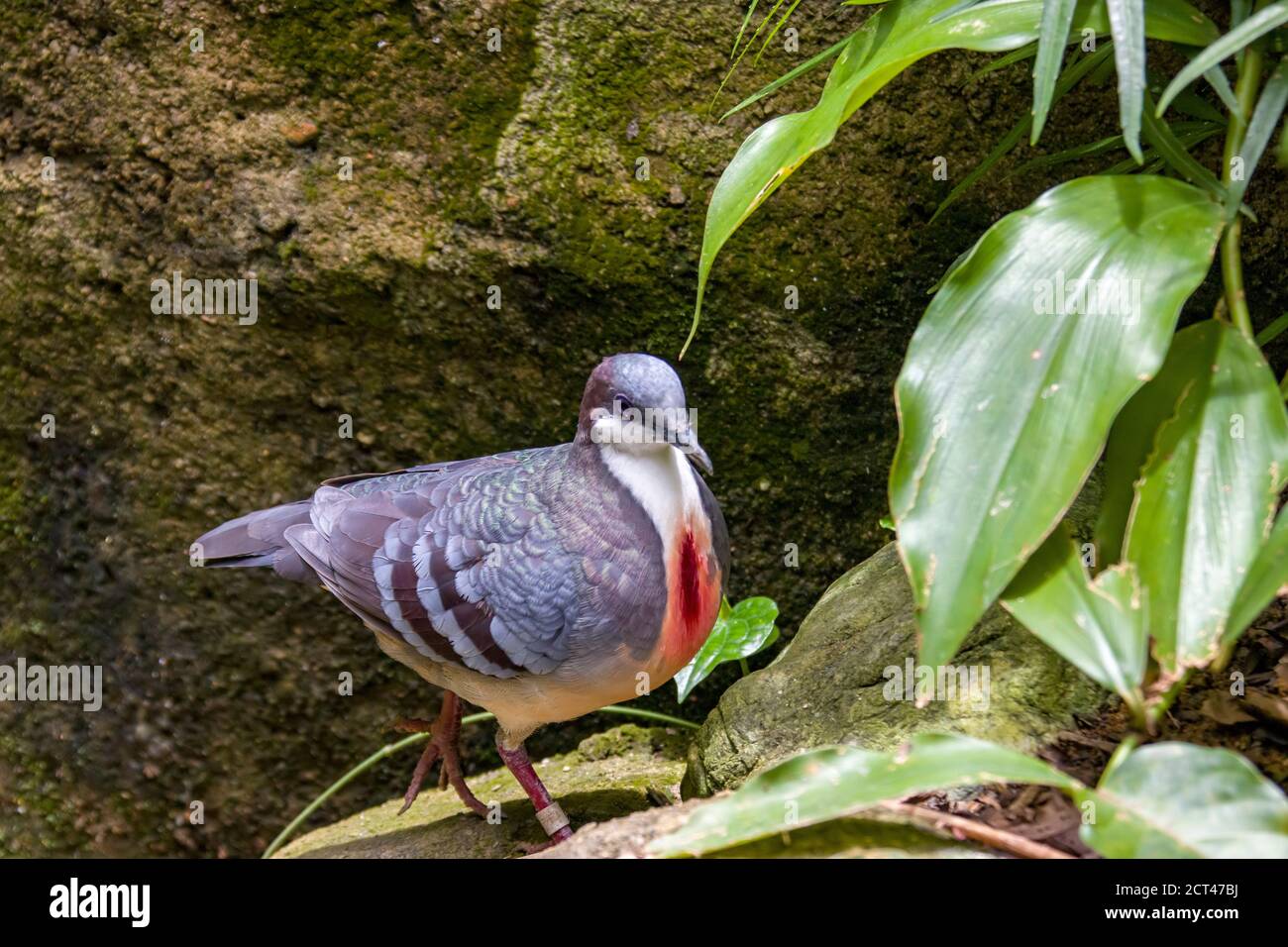 The Luzon bleeding-heart (Gallicolumba luzonica) is one of a number of ...