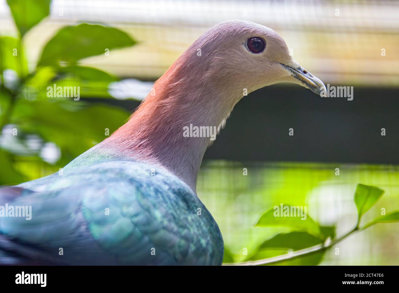 The chestnut-naped imperial pigeon (Ducula aenea paulina) stands on the ...