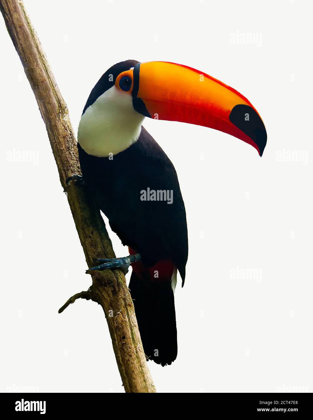 Toucan Toco sitting on a branch of tree Stock Photo - Alamy