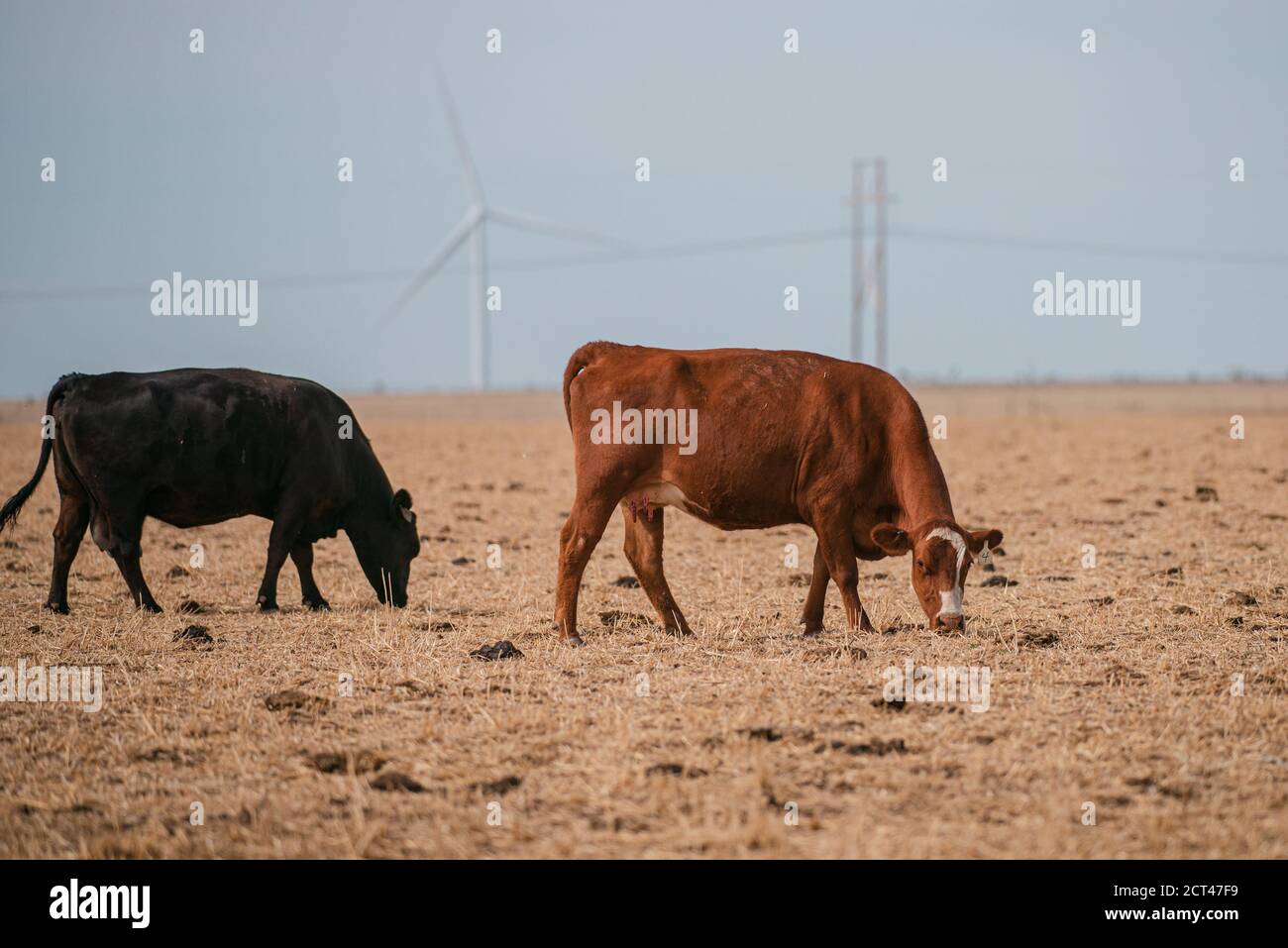 Dairy cow at countryside, vintage filter style Stock Photo - Alamy