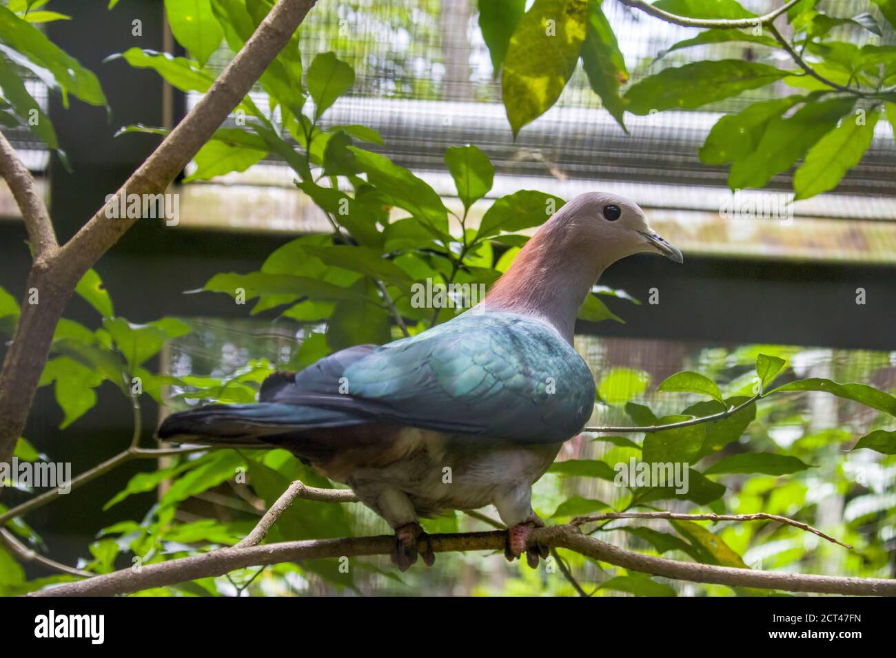 The chestnut-naped imperial pigeon (Ducula aenea paulina) stands on the ...
