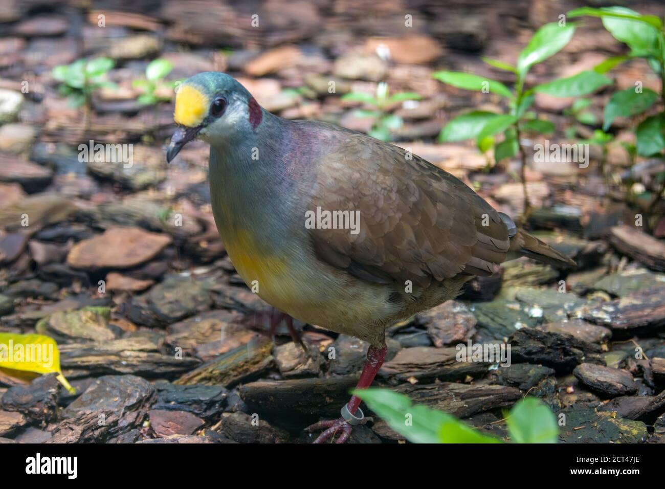 a Sulawesi ground dove (Gallicolumba tristigmata) is a medium-sized ...