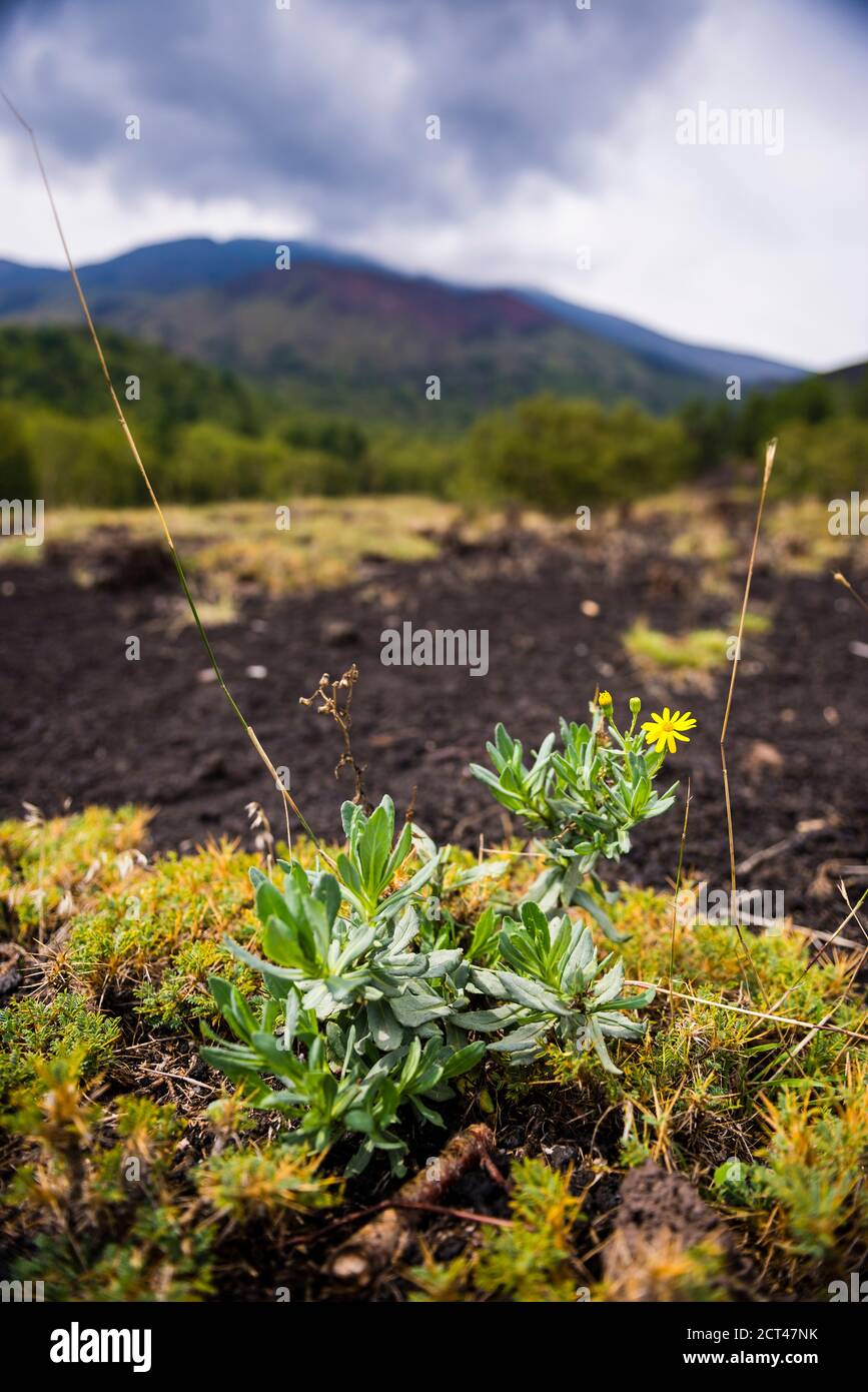 Mount Etna Volcano, flower growing on an old lava flow from a volcanic ...