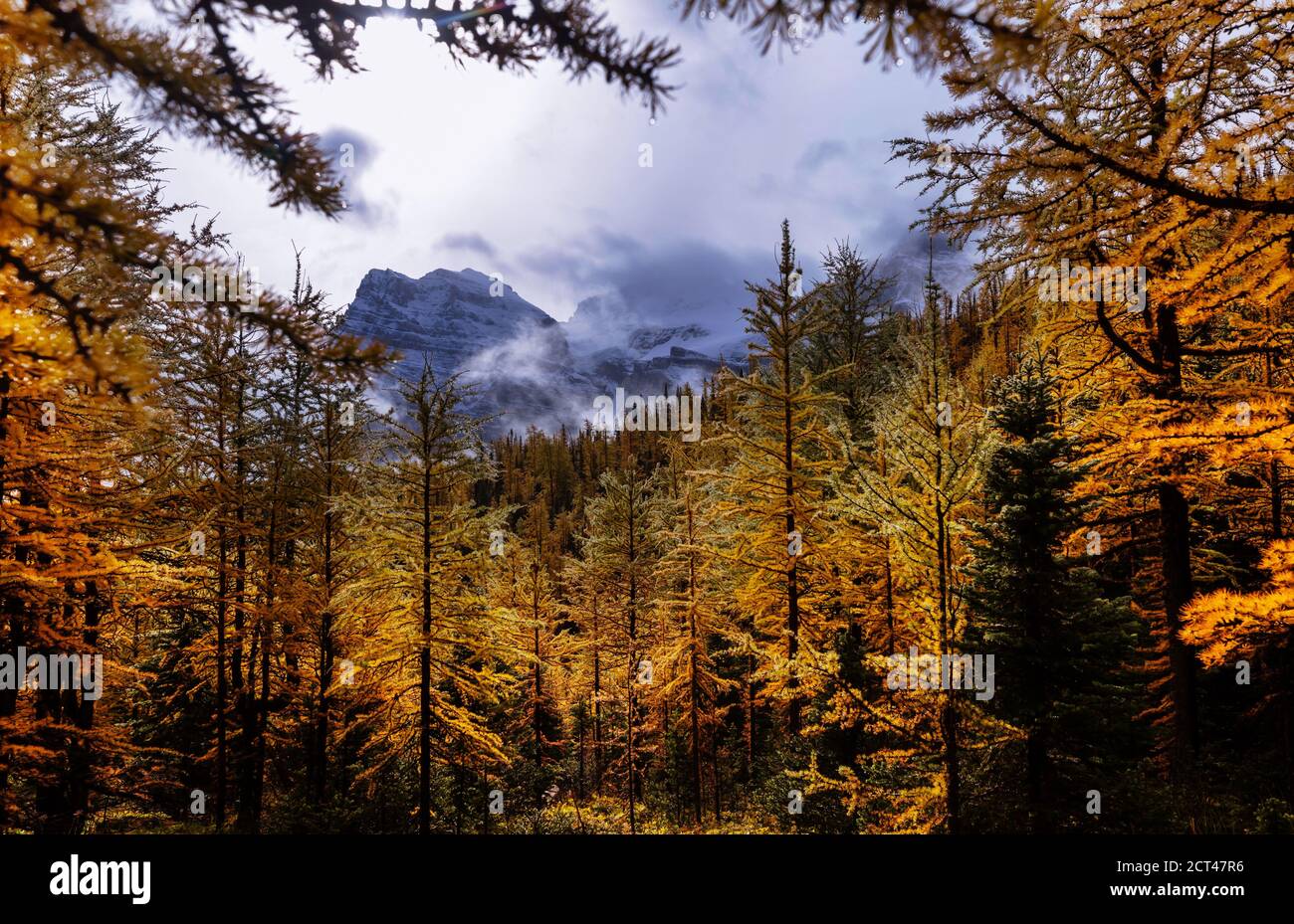 Beautiful golden larches in mountains, Fall season Stock Photo - Alamy