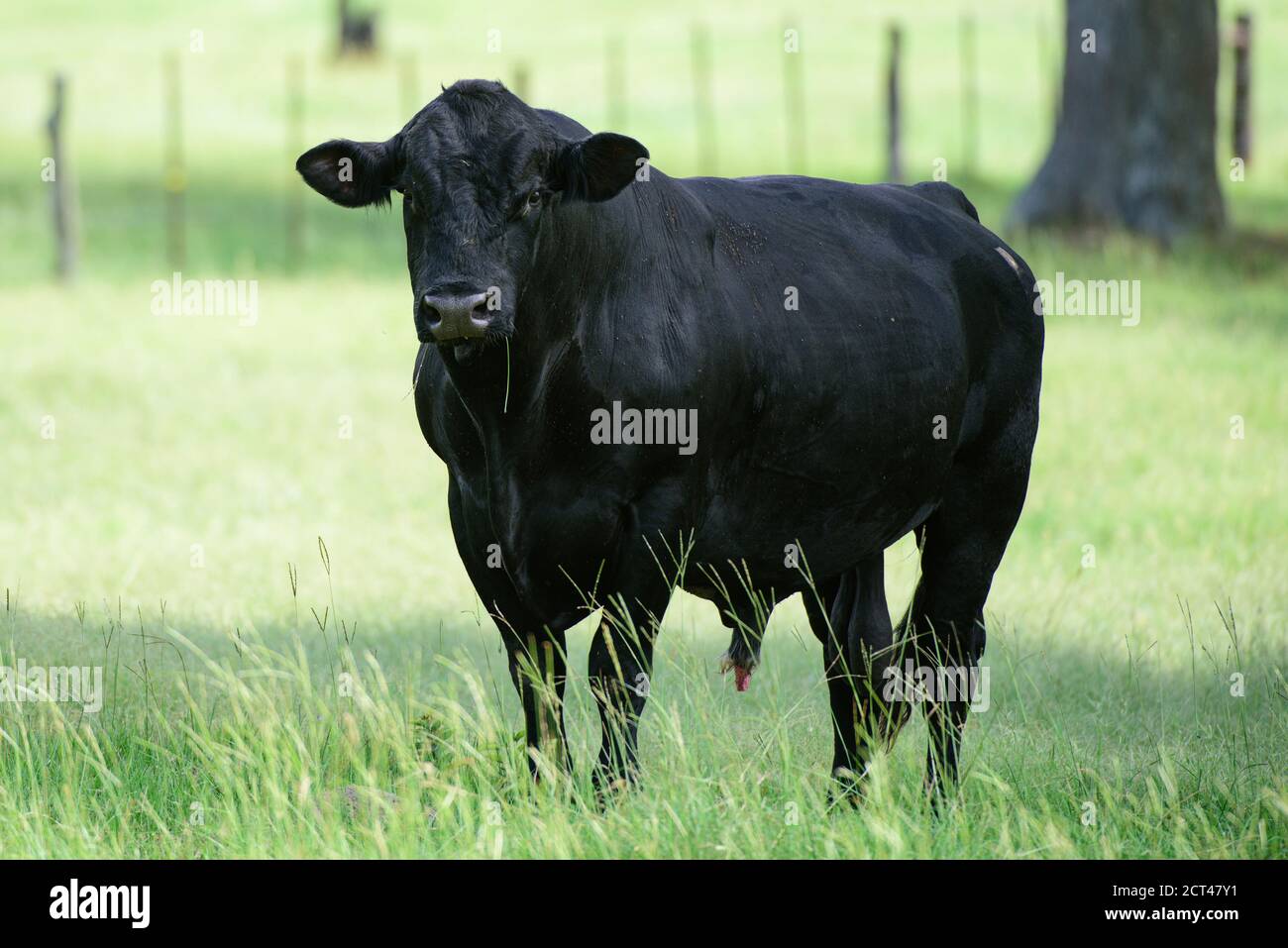 Farming Ranch Angus and Hereford Cattle. Black Cow Stock Photo - Alamy