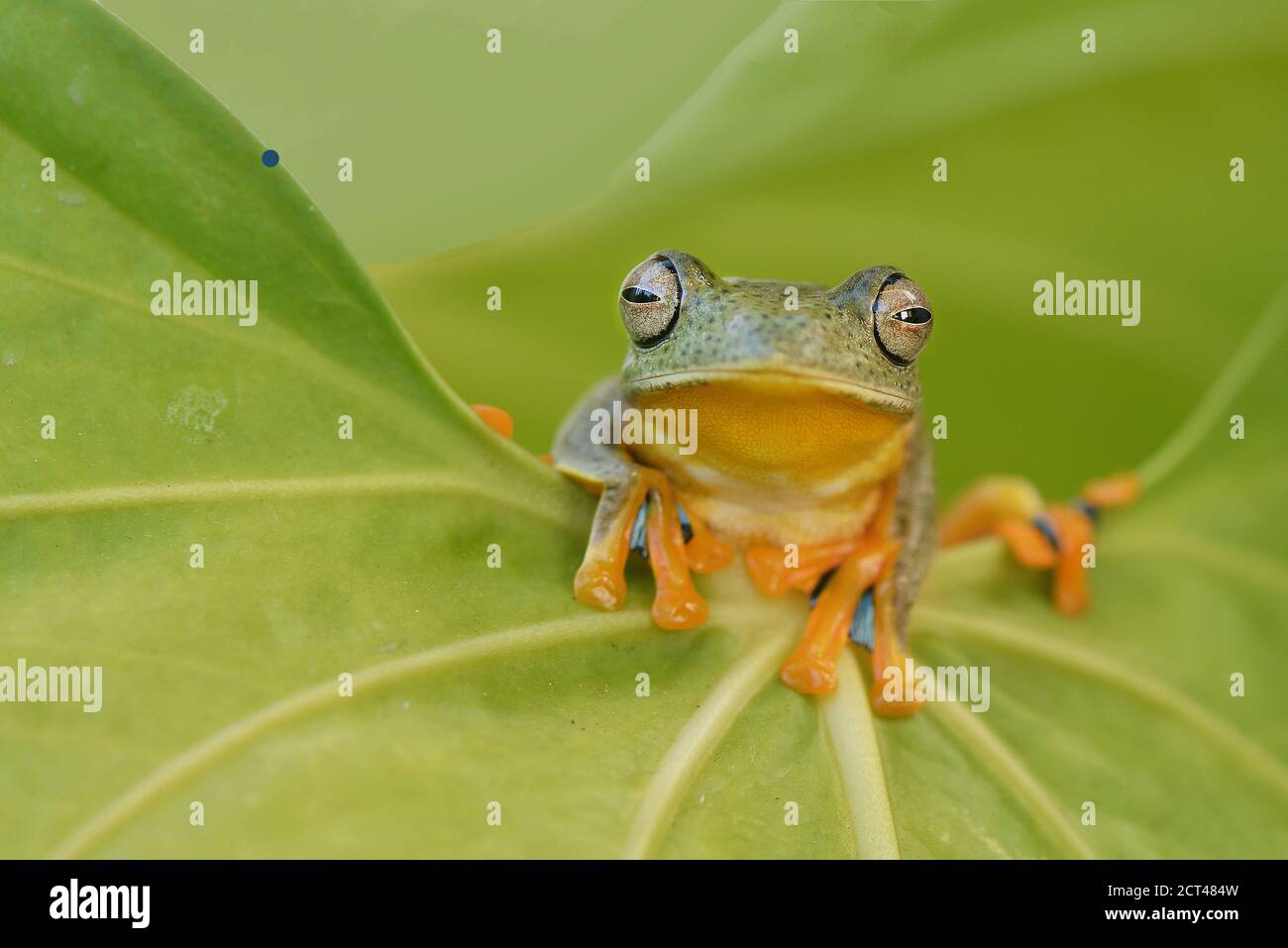 Tree Frog from Indonesia is beautiful color Stock Photo - Alamy