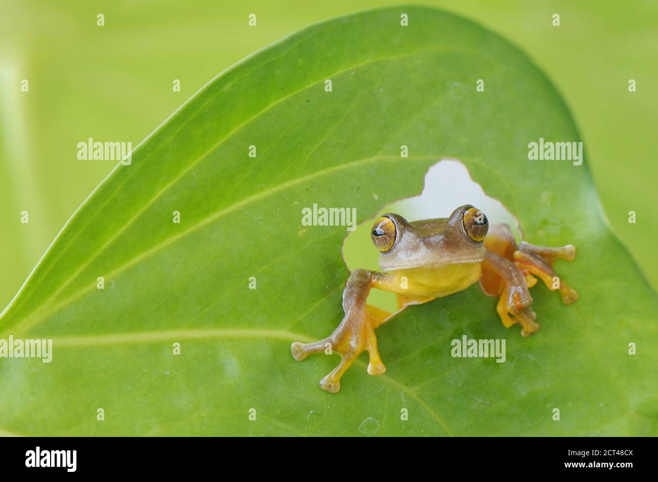 Tree Frog from Indonesia is beautiful color Stock Photo - Alamy