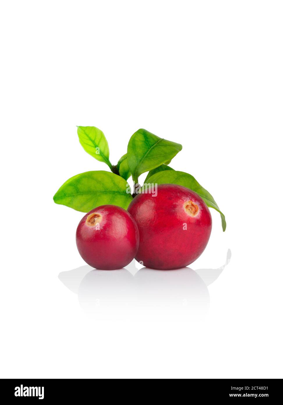 Mooseberry hi-res stock photography and images - Alamy