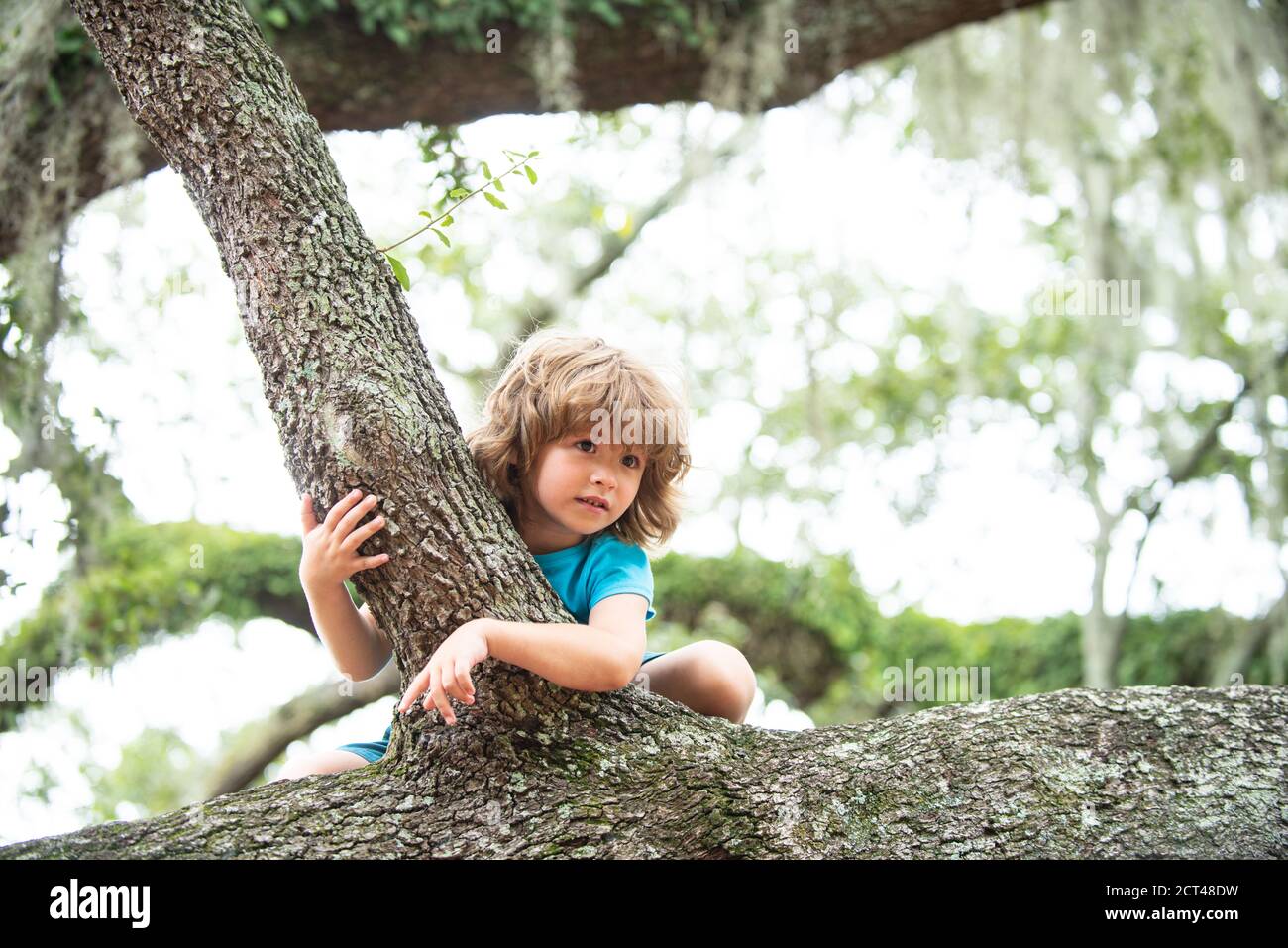 Kids climbing trees. Outdoors portrait of cute preschool boy Child ...