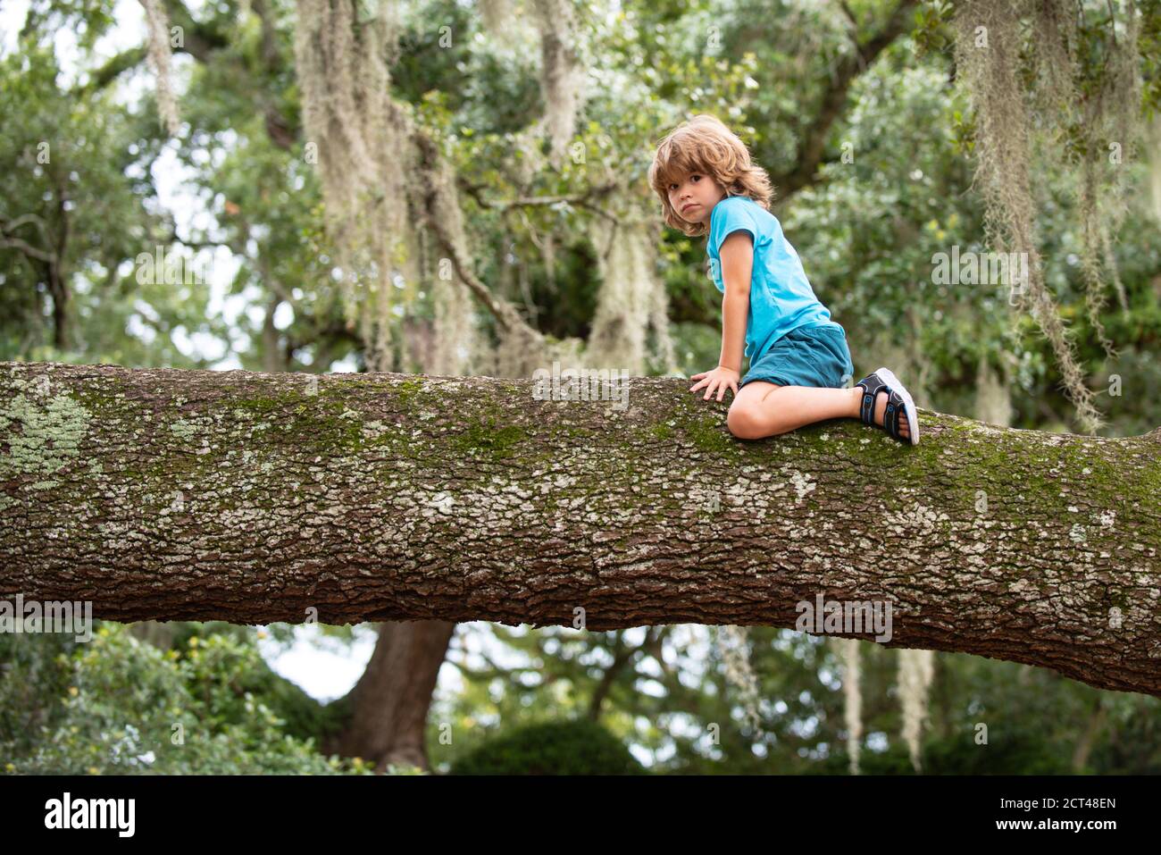 Active little blond child enjoying climbing on tree. Cute little boy ...