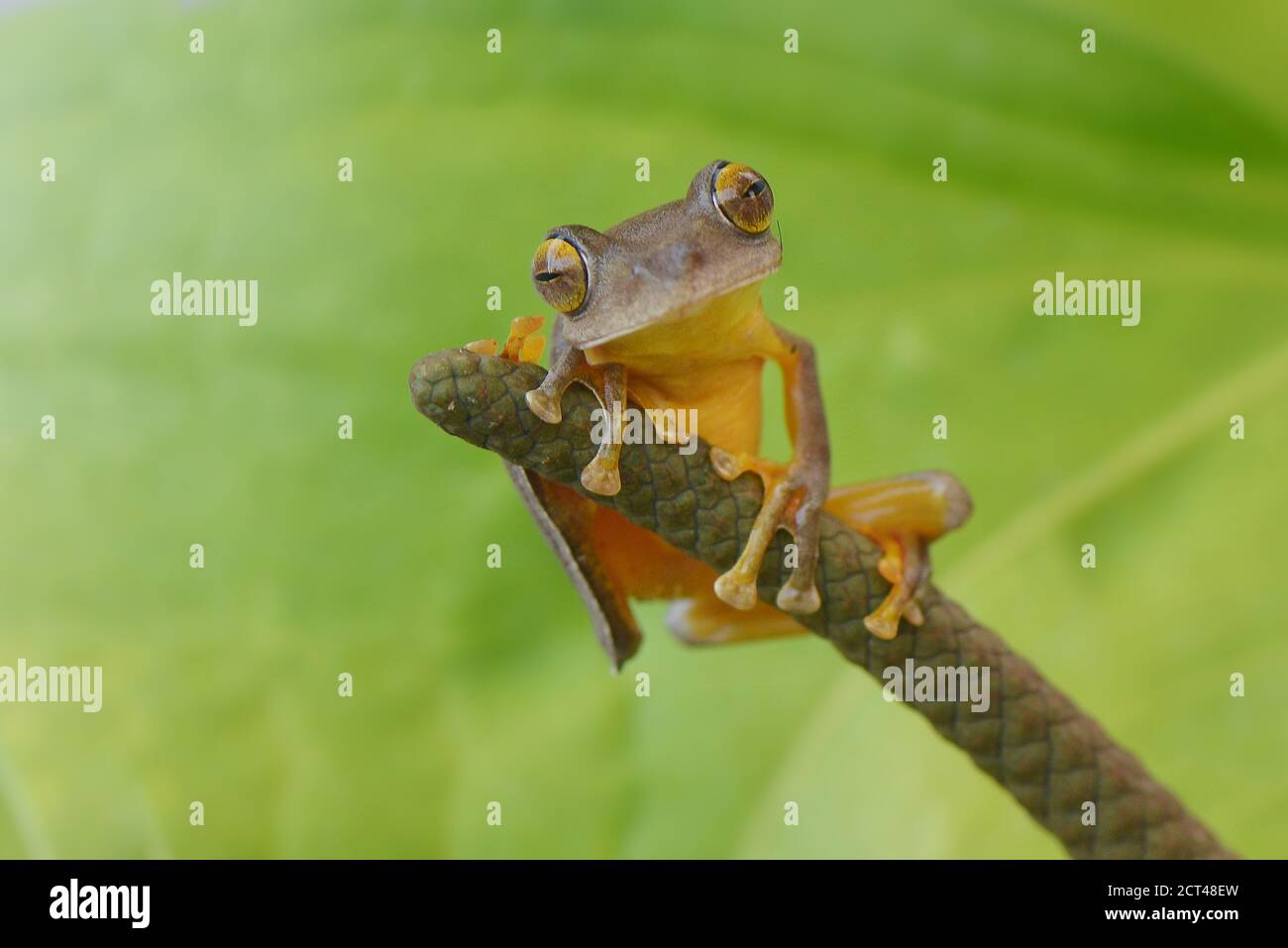 Tree Frog from Indonesia is beautiful color Stock Photo - Alamy