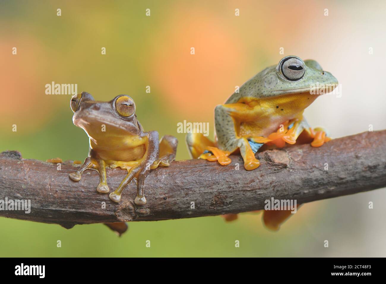 Tree Frog from Indonesia is beautiful color Stock Photo - Alamy