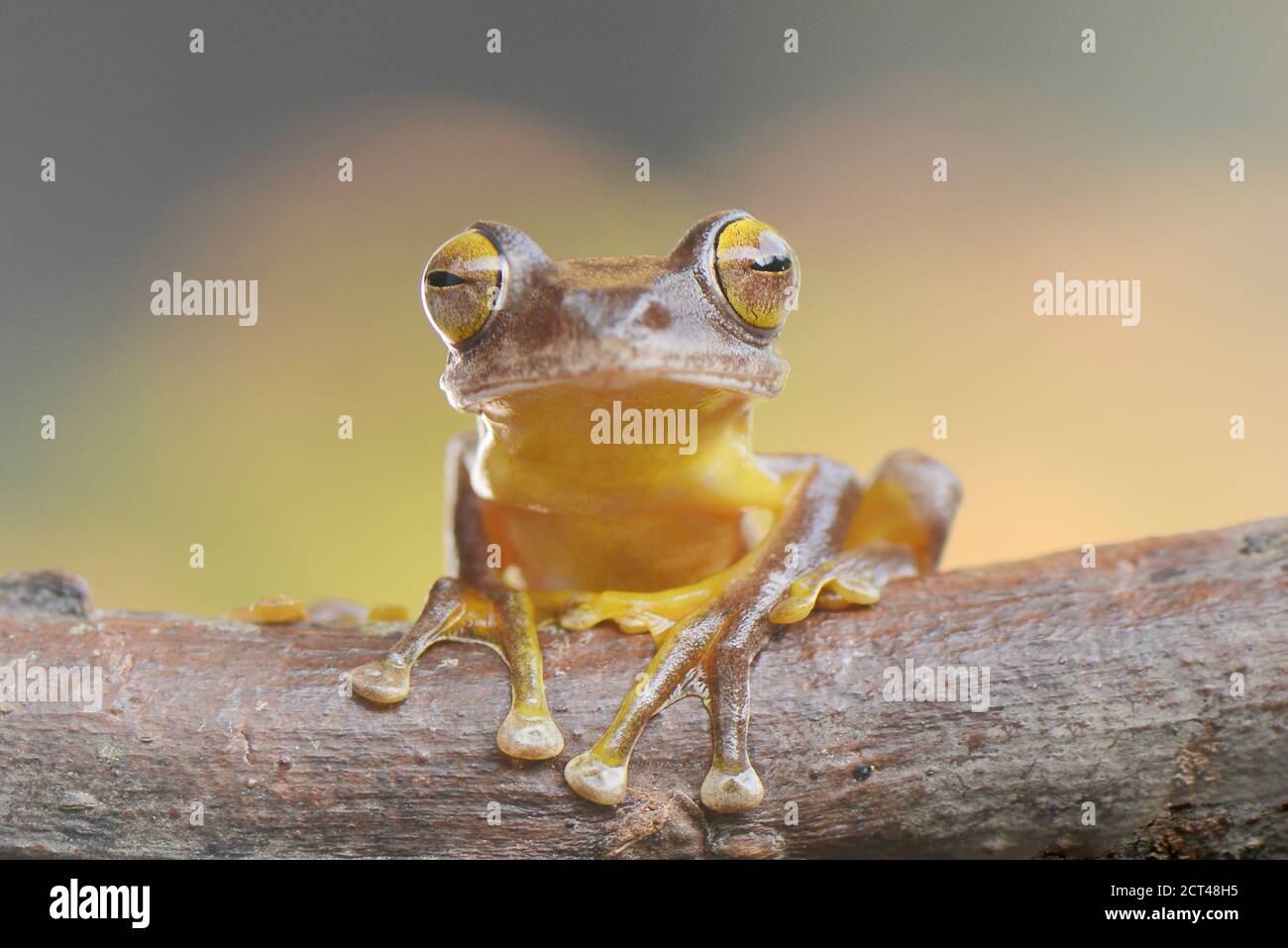 Tree Frog from Indonesia is beautiful color Stock Photo - Alamy