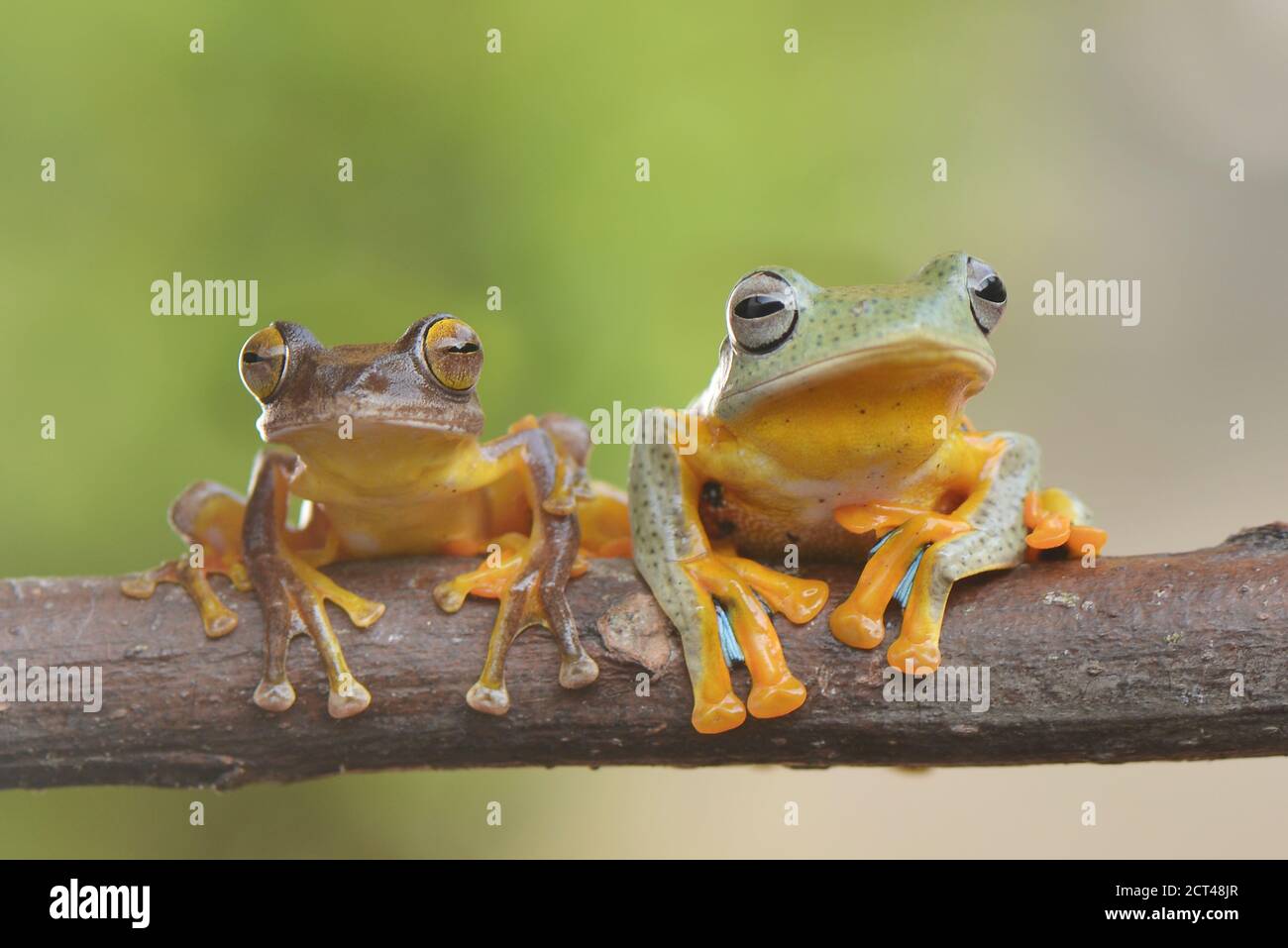 Tree Frog from Indonesia is beautiful color Stock Photo - Alamy