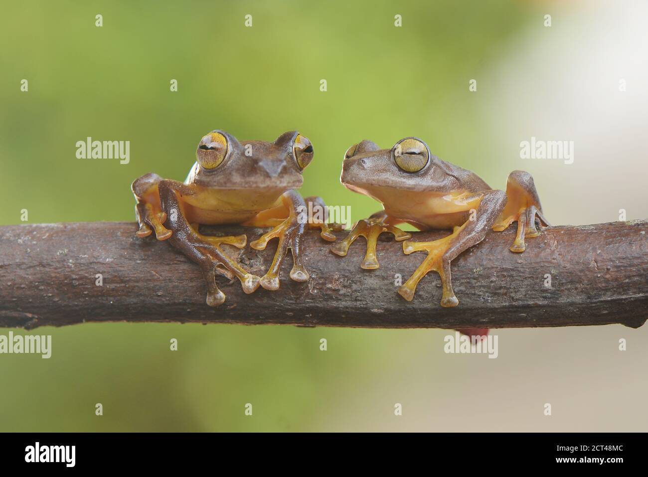 Tree Frog from Indonesia is beautiful color Stock Photo - Alamy
