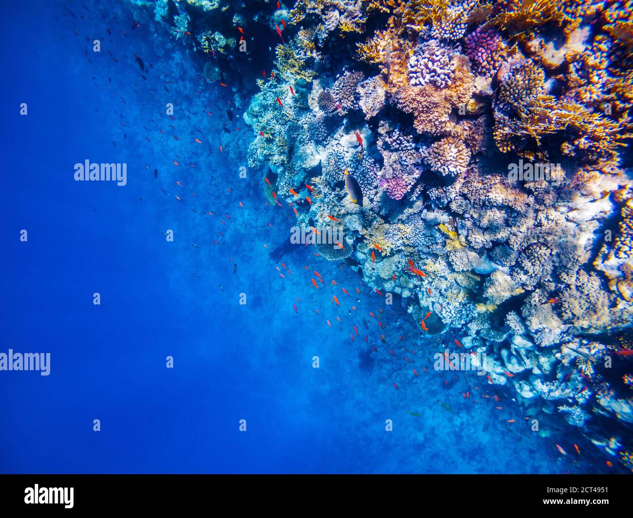 Underwater scene with coral reef in the Red Sea Stock Photo - Alamy