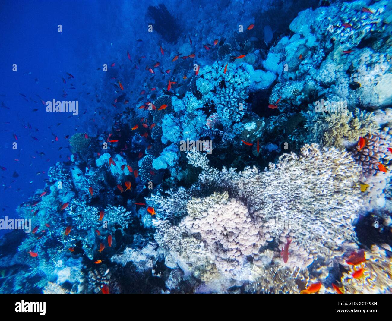 Underwater scene with coral reef in the Red Sea Stock Photo - Alamy