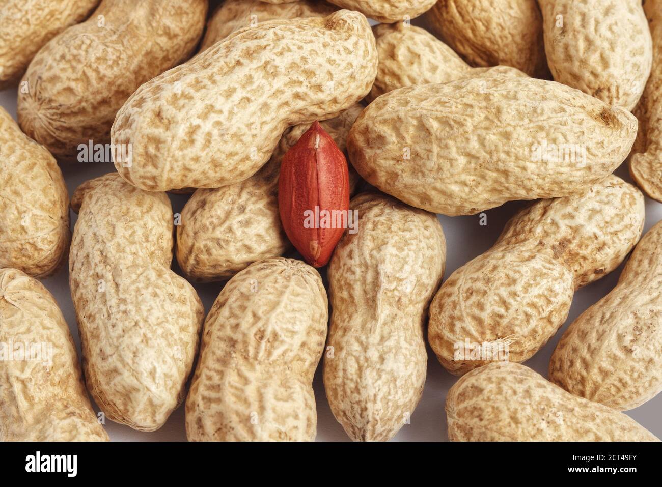 Whole shells hi-res stock photography and images - Alamy