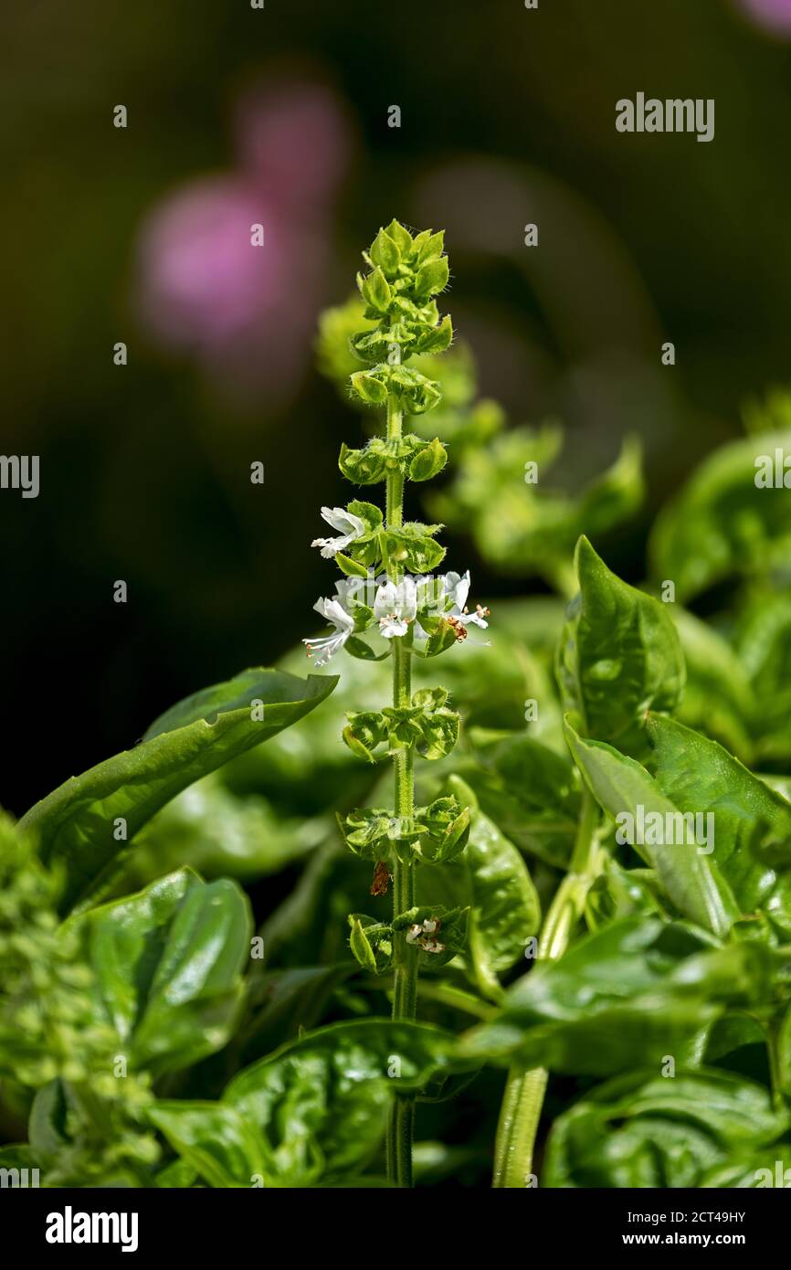 white blossoms of a basil shrub Stock Photo - Alamy
