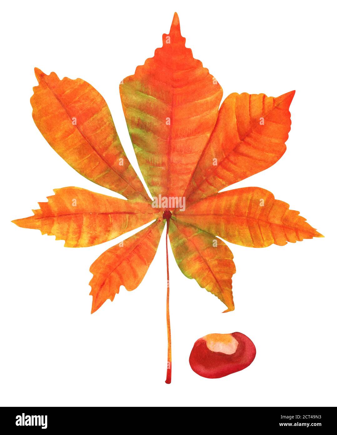 Autumn watercolor chestnut leaf, isolated on a white background ...