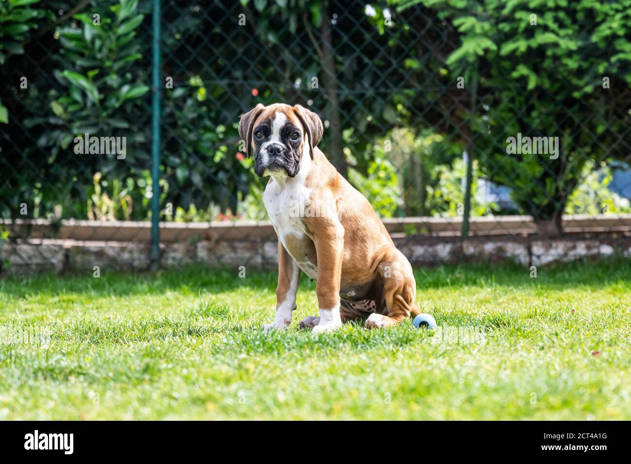 8 weeks young purebred golden puppy german boxer dog Stock Photo - Alamy