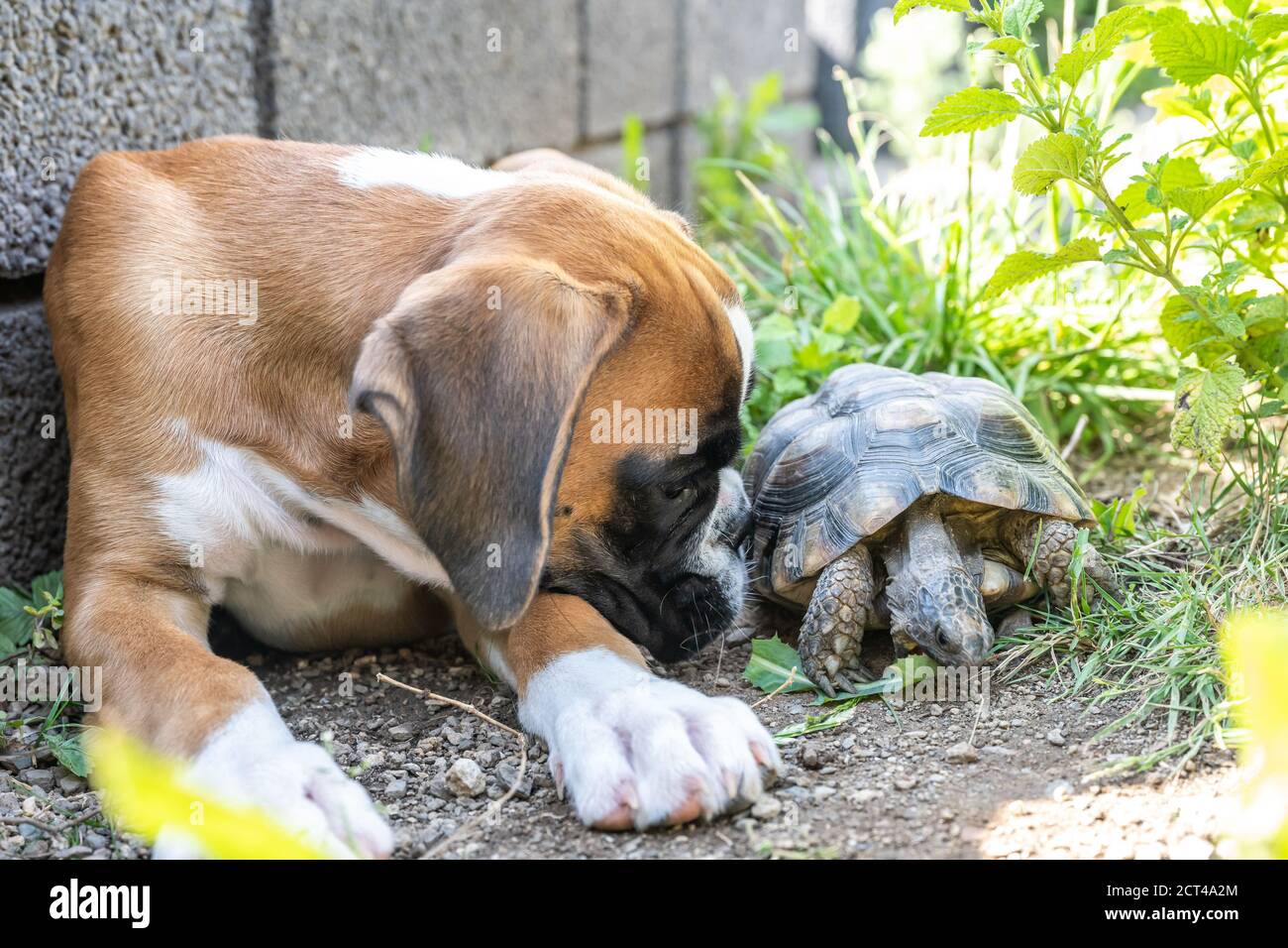Greek land Turtle testudo marginata and purebreed german boxer Dog best ...