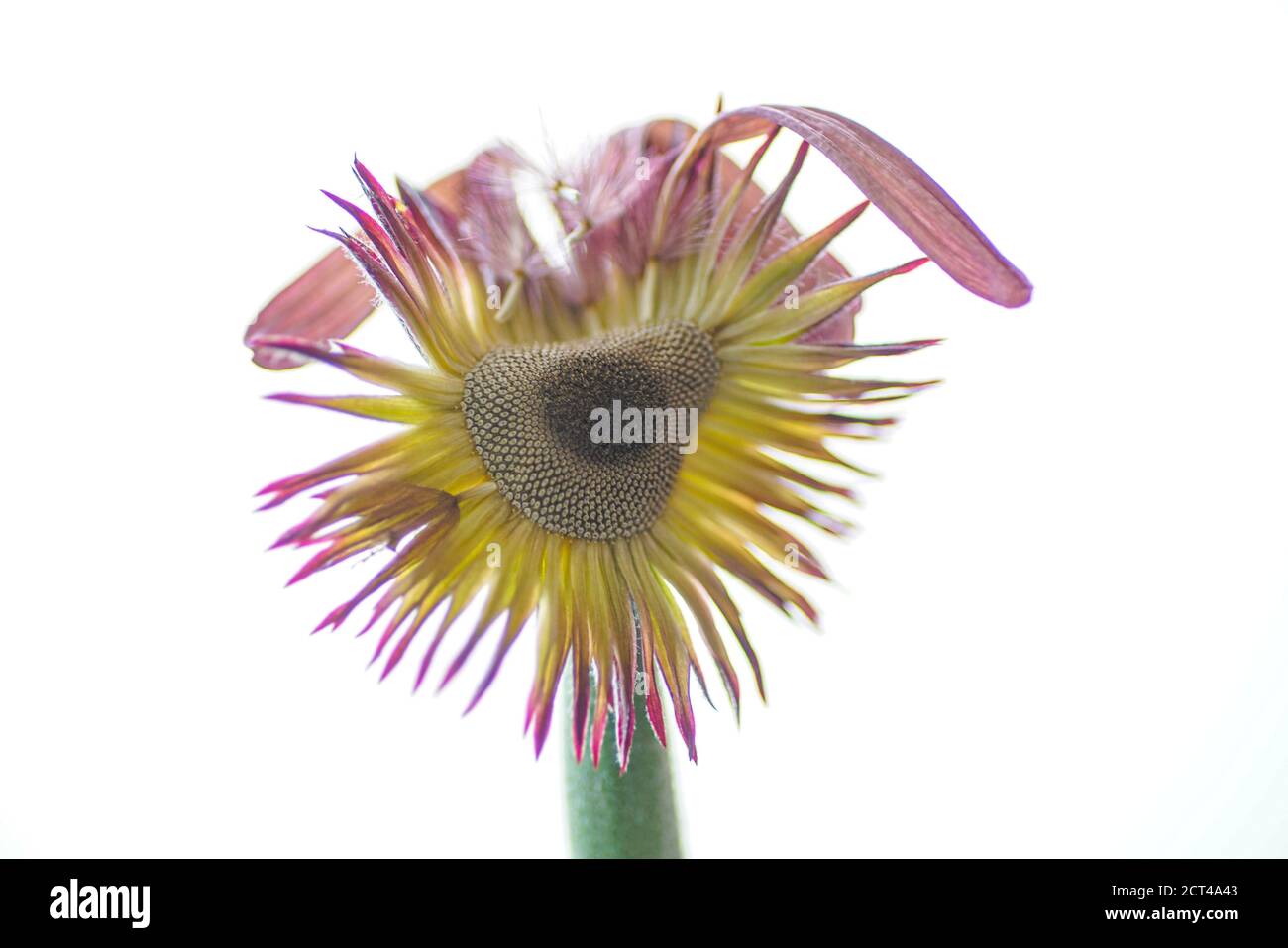 Pink Barberton daisy is the common name for the Gebera Jamesonii, also ...