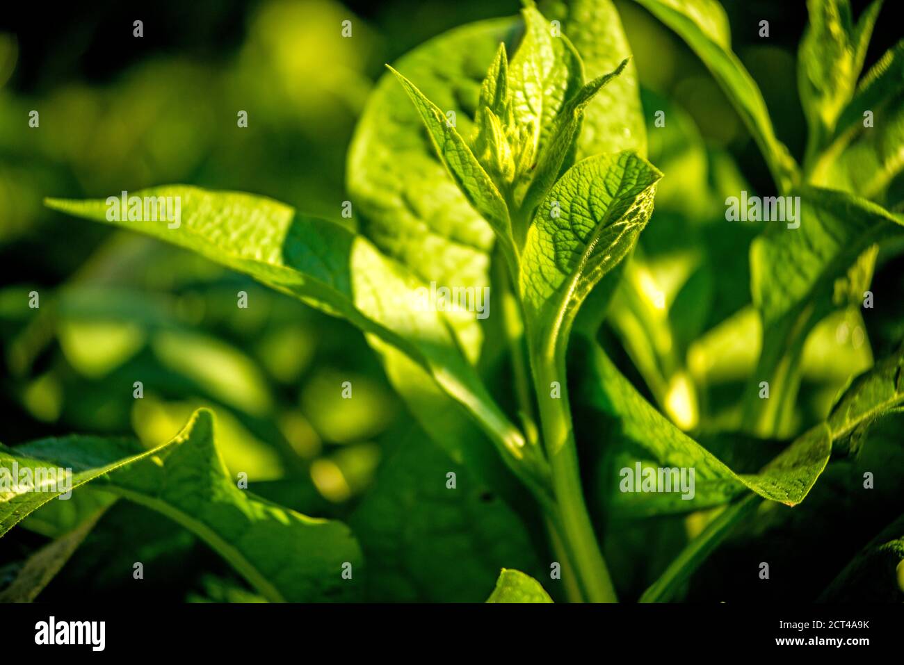 Comfrey leaf hi-res stock photography and images - Alamy