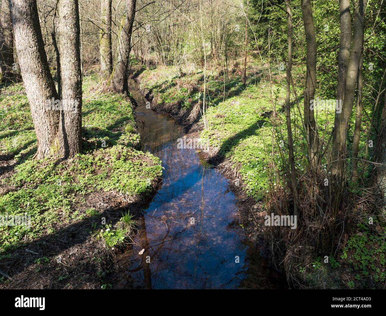 winding forest brook, blue water stream with white wood anemone flowers ...