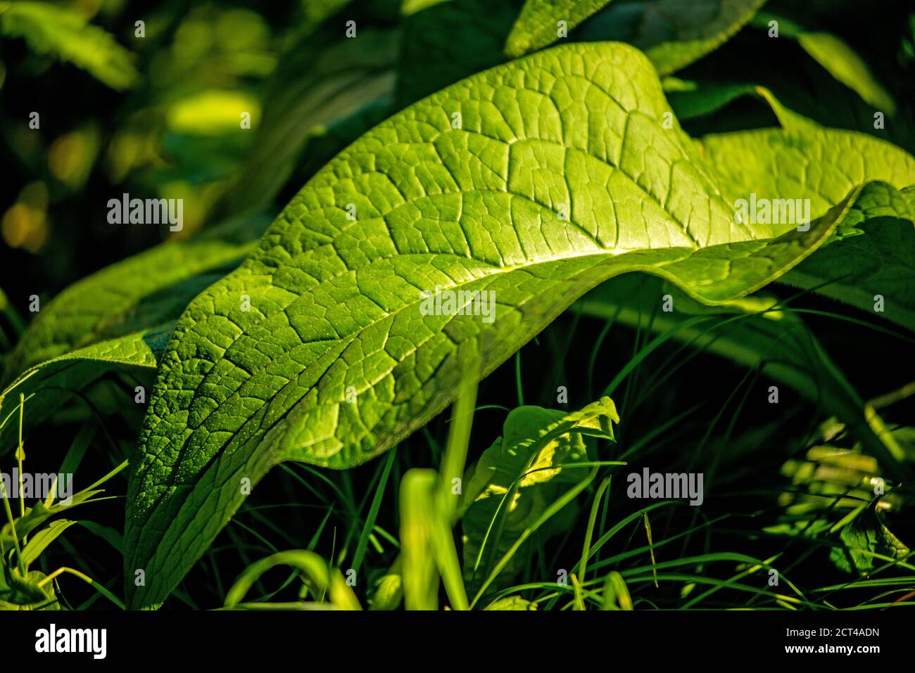 Comfrey leaf hi-res stock photography and images - Alamy