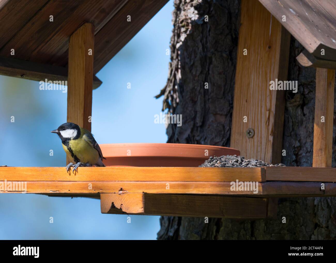 Close up Great tit, Parus major bird perched on the bird feeder table ...
