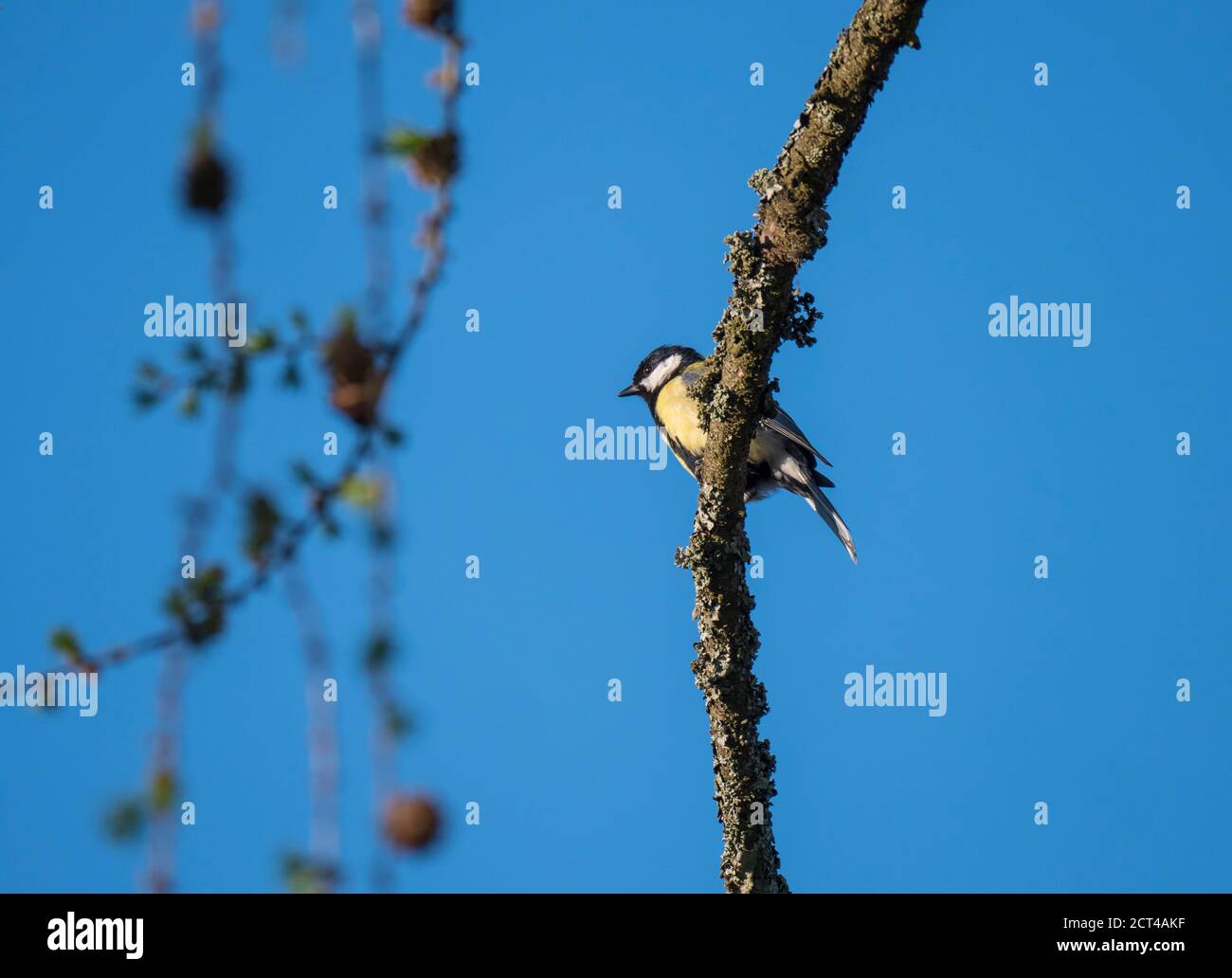 Close up Great tit, Parus major bird perched on larch tree branches ...