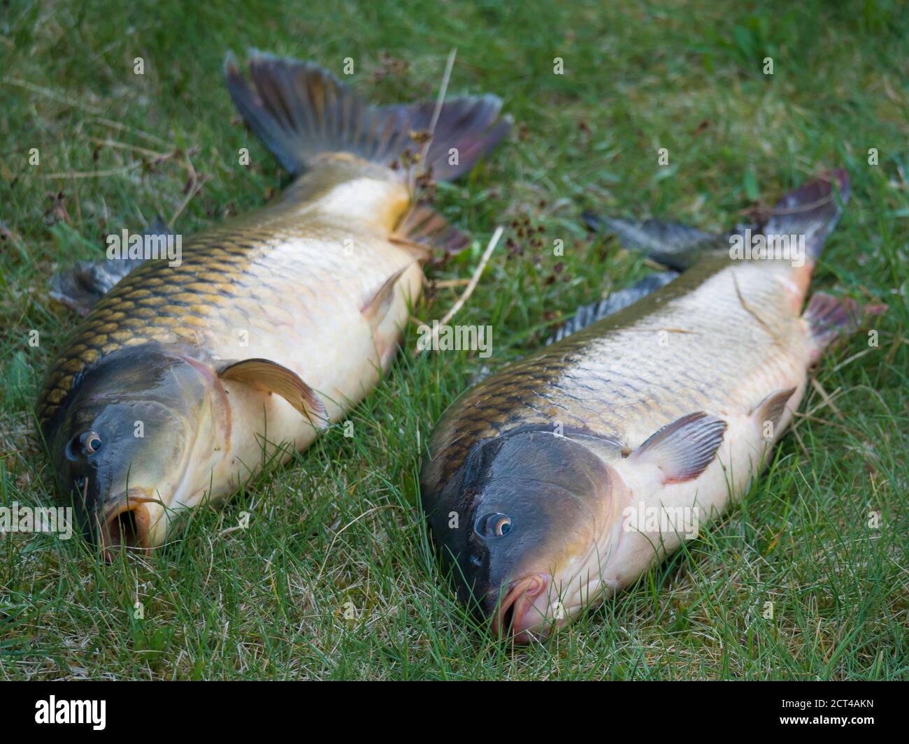 Two big close up fresh live wild common carp or European carp, Cyprinus ...