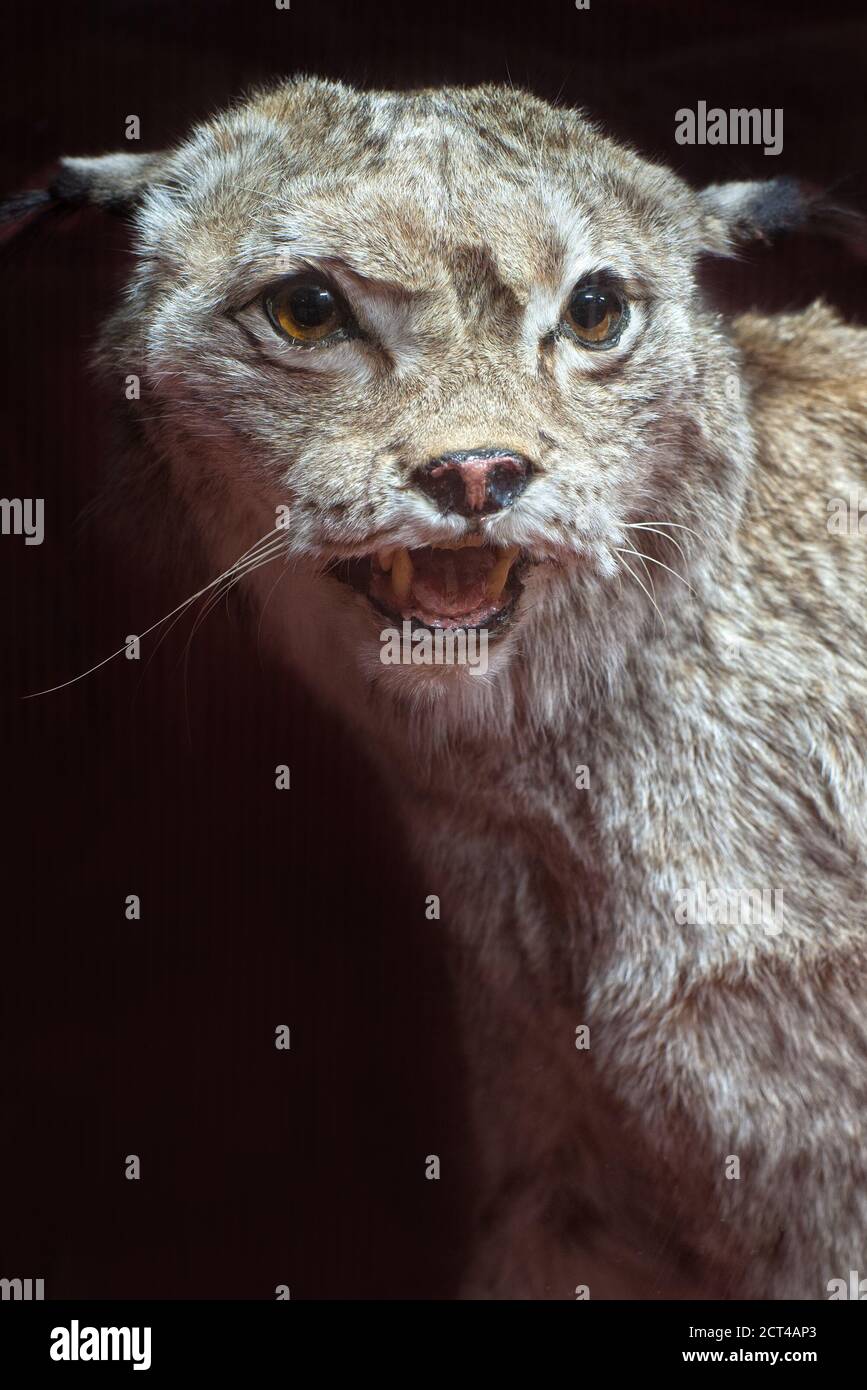 Closeup of stuffed growling lynx against dark background Stock Photo ...