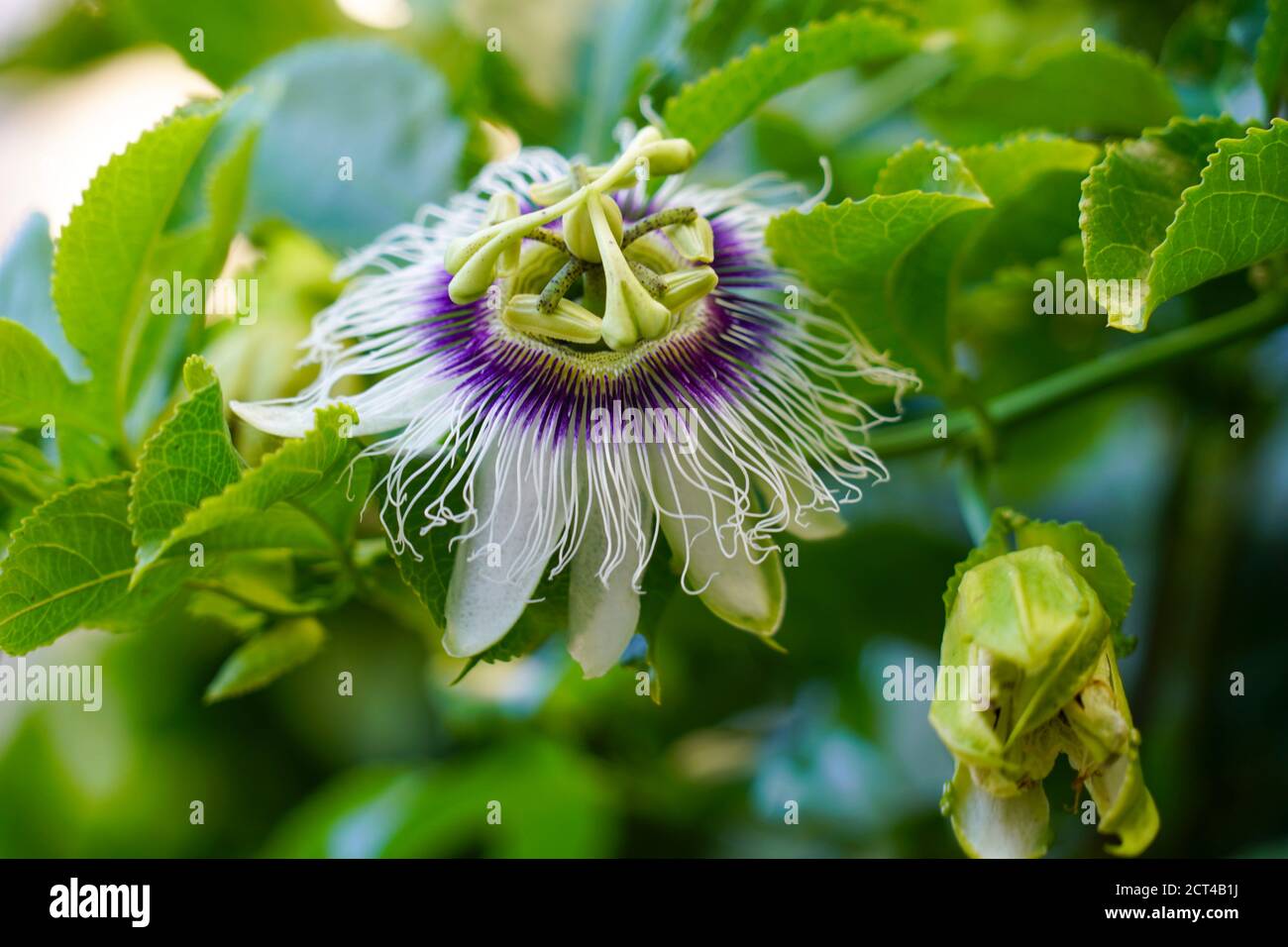 Passiflora, known also as the passion flowers or passion vines, is a ...