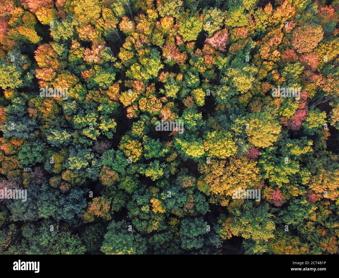 Aerial autumn tree hi-res stock photography and images - Alamy