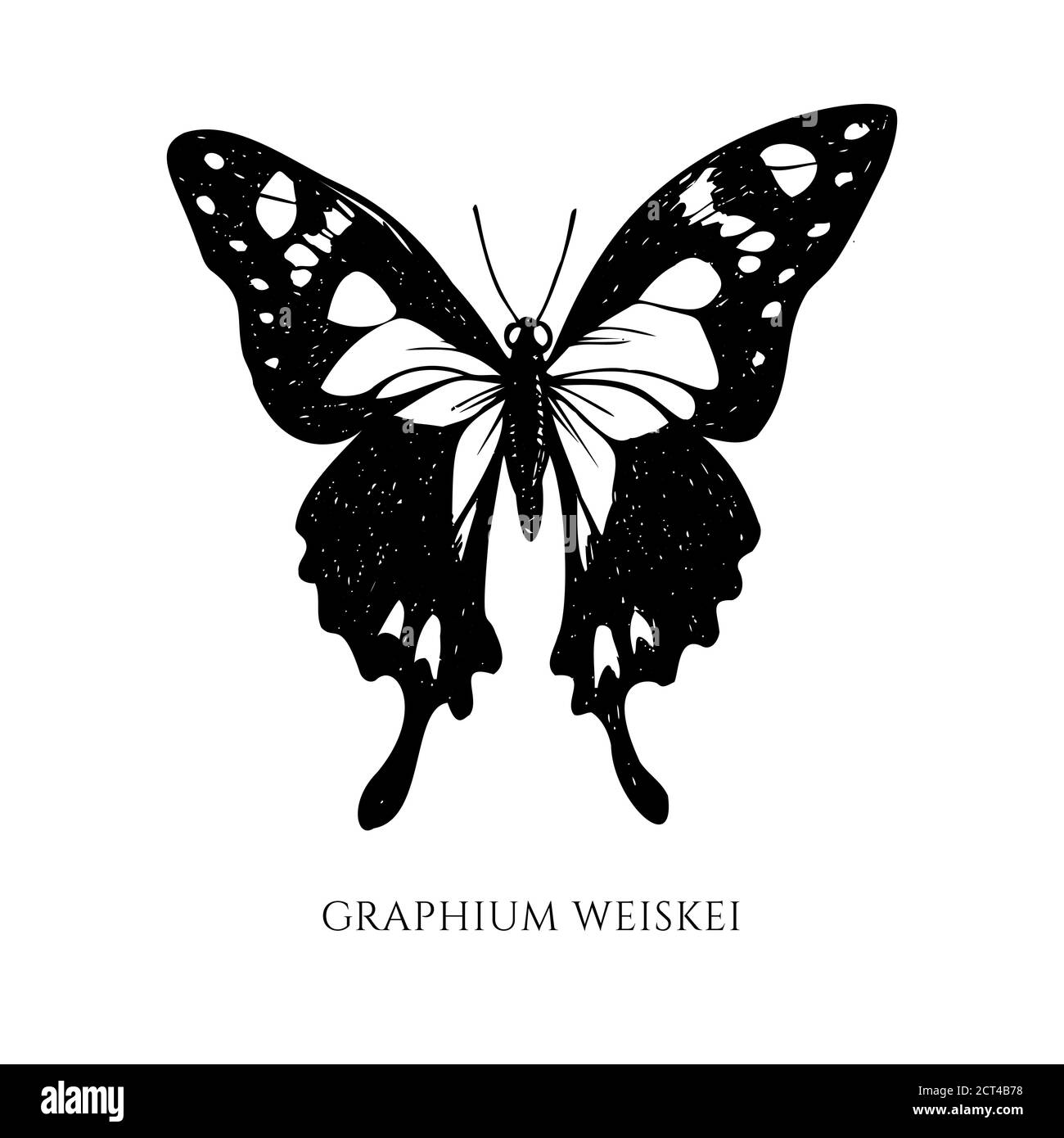 Purple Spotted Swallowtail Flying