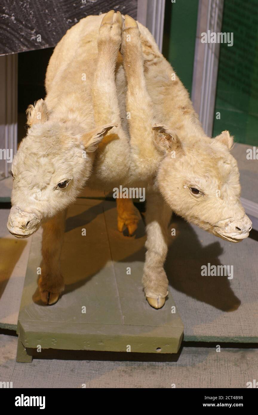 Mutant two-headed stuffed calf with selective focus Stock Photo - Alamy