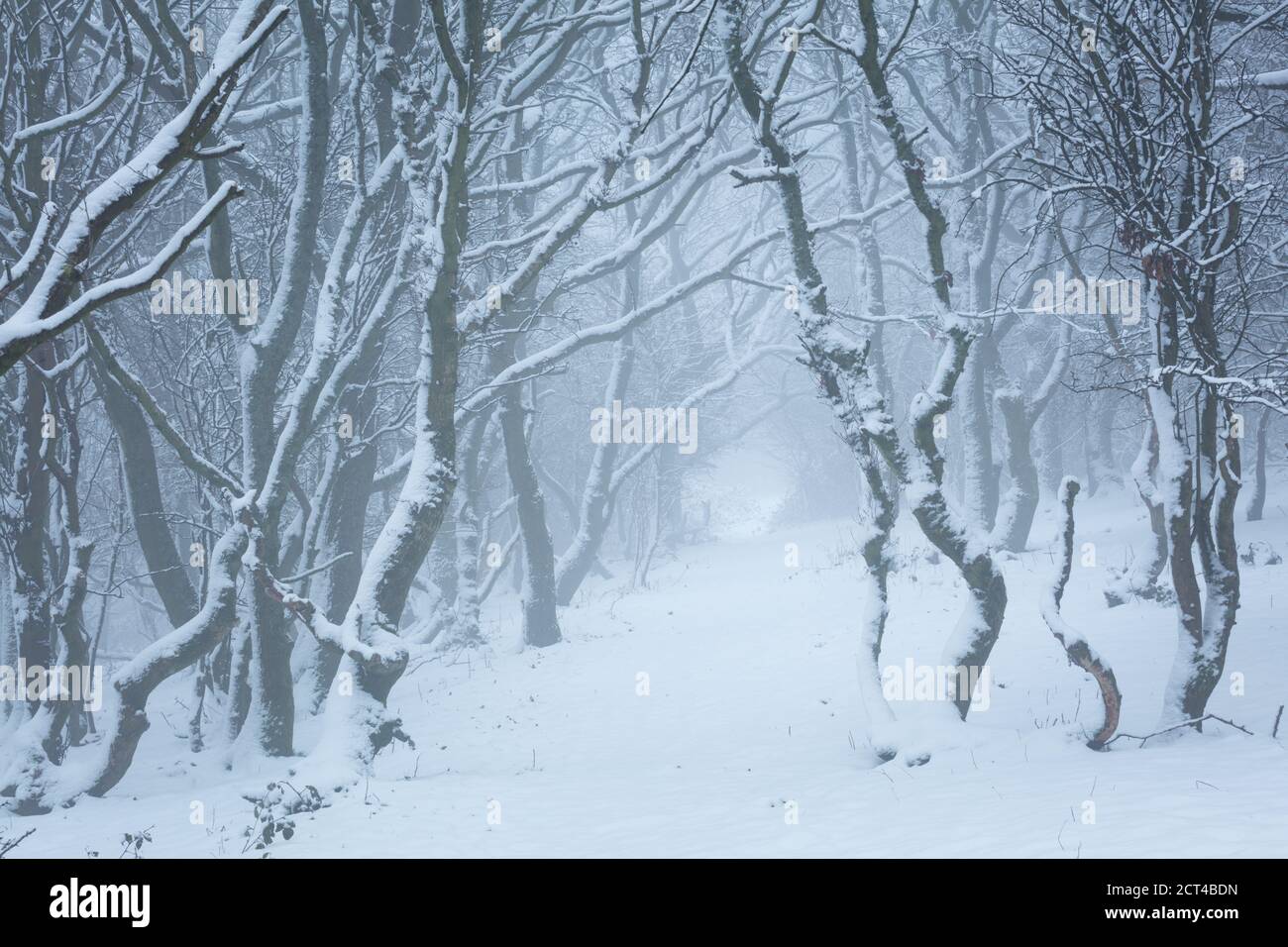 Tunnel in trees hi-res stock photography and images - Alamy