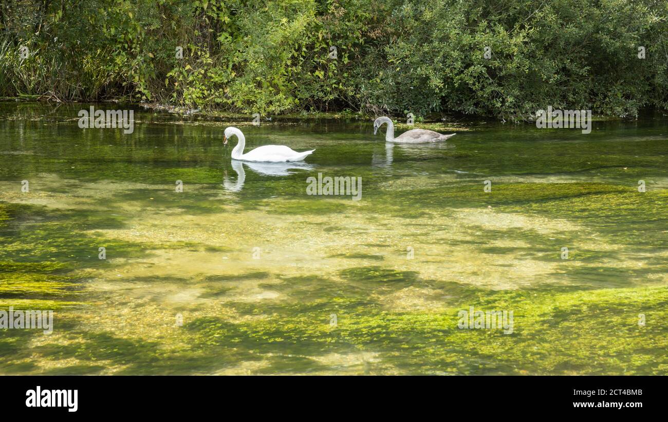 Itchen chalk stream spring hi-res stock photography and images - Alamy