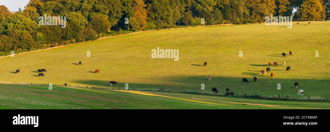 Dairy farm england hi-res stock photography and images - Alamy