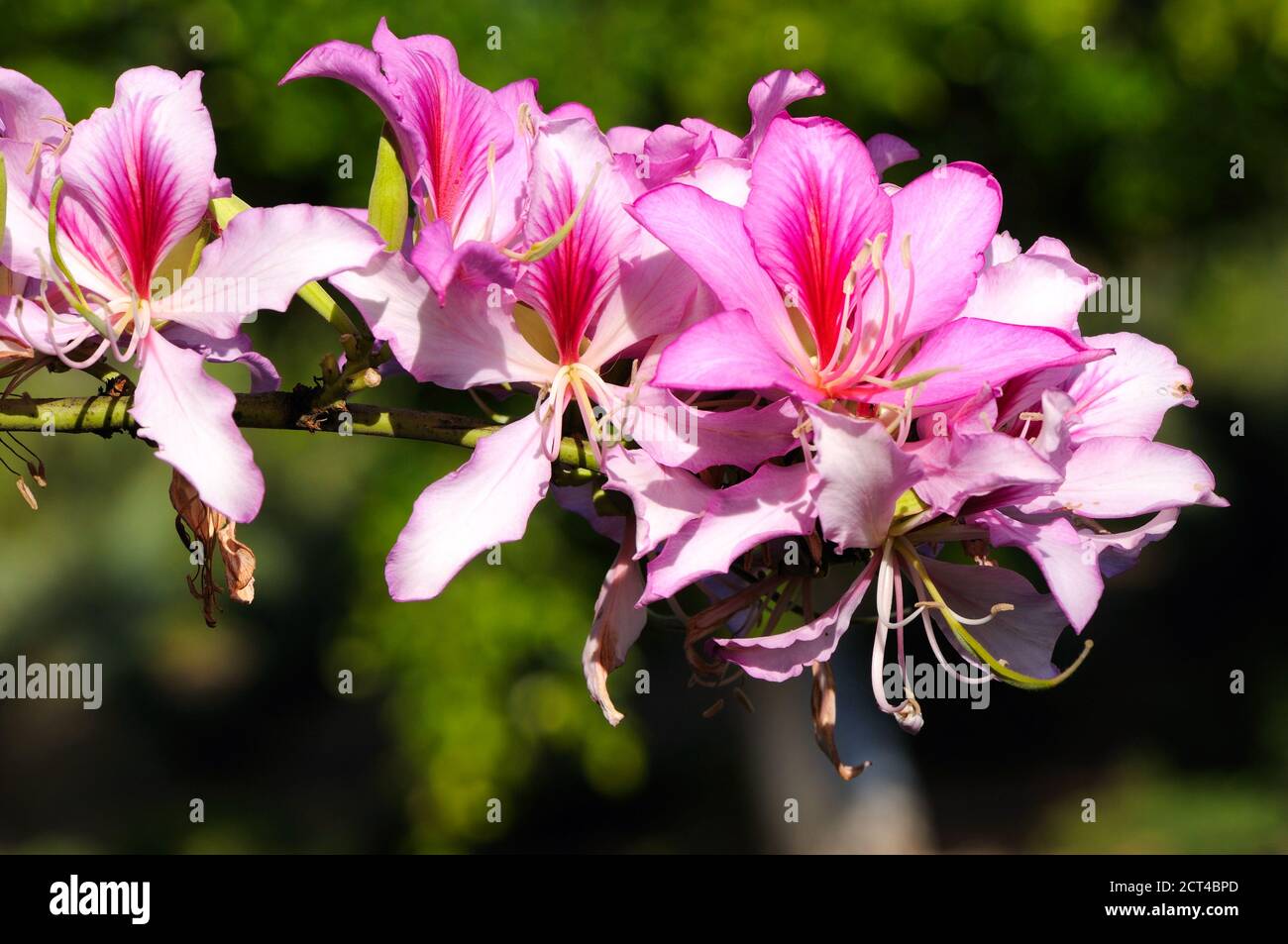Israel National Flower High Resolution Stock Photography and Images - Alamy