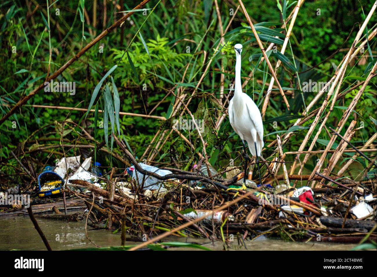 Little egret in nest full of garbage, Anzali wetland, Bandar-e Anzali ...