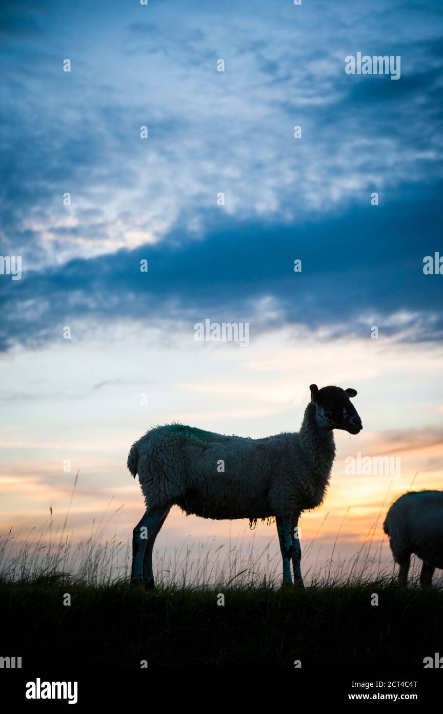 British farm animals sunset hi-res stock photography and images - Alamy
